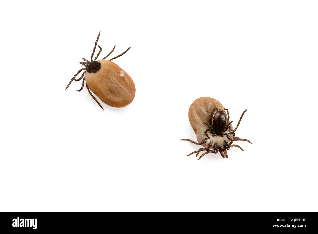 Meningitis rash hi-res stock photography and images - Alamy