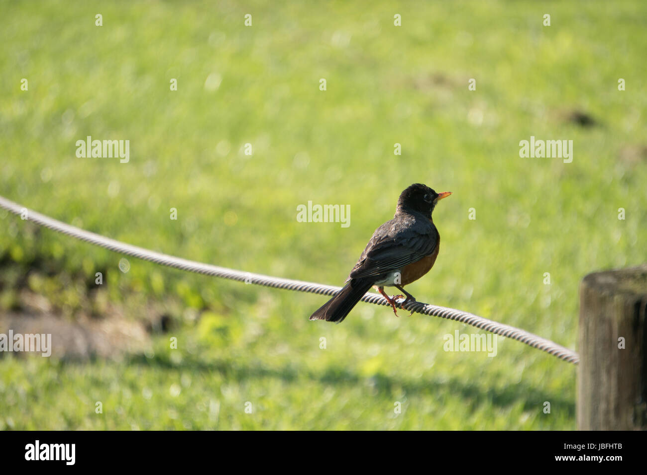 Small bird on a string hi-res stock photography and images - Alamy