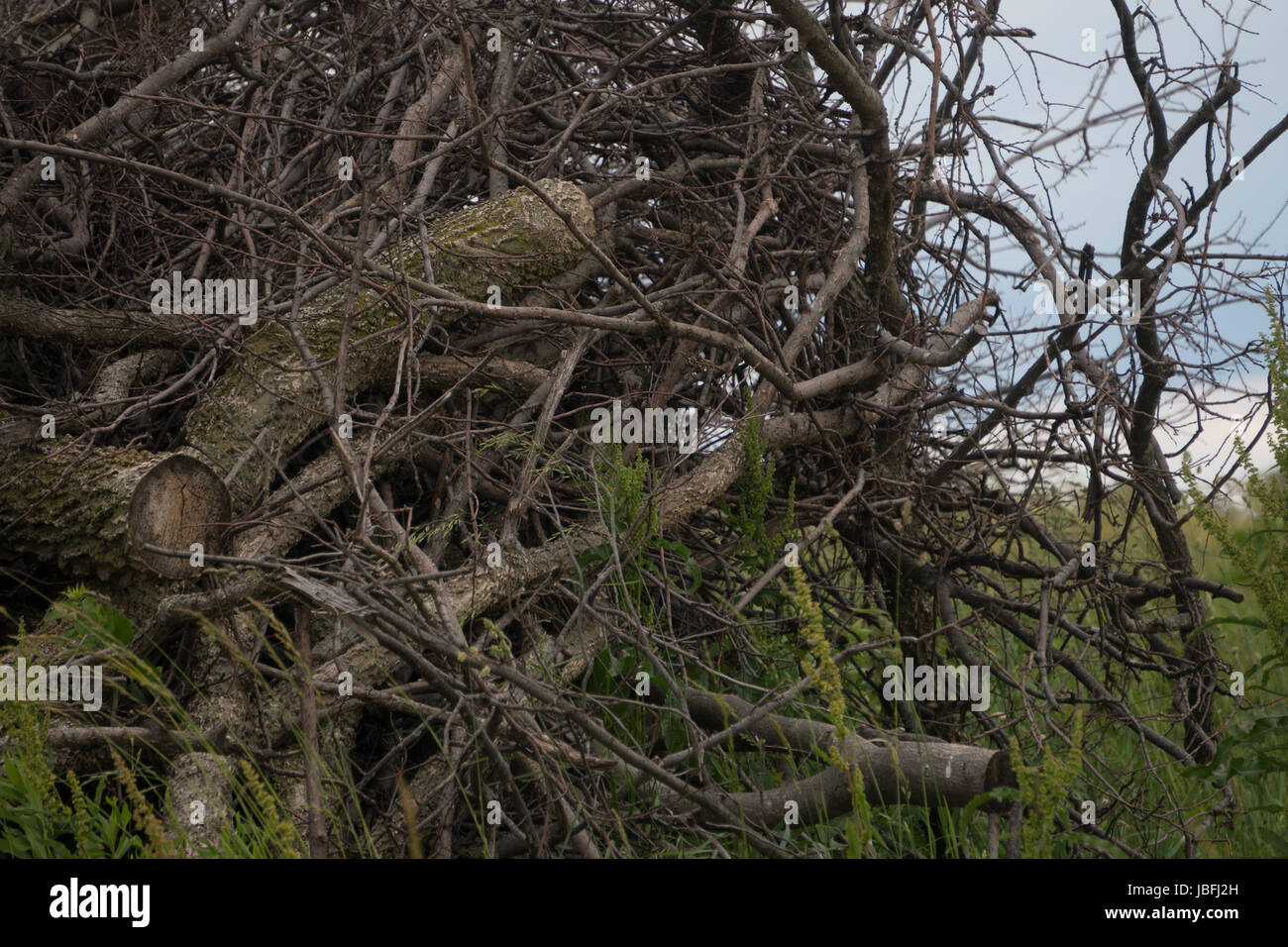 Natural interlocked wood beautifully surrounded by different types of ...