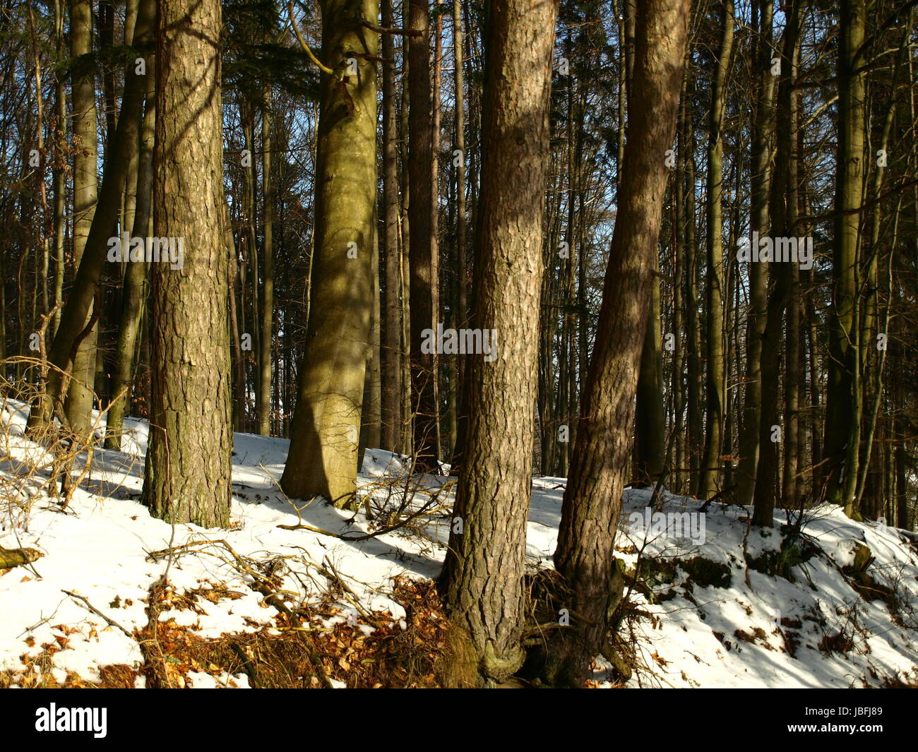 in mixed forest Stock Photo - Alamy