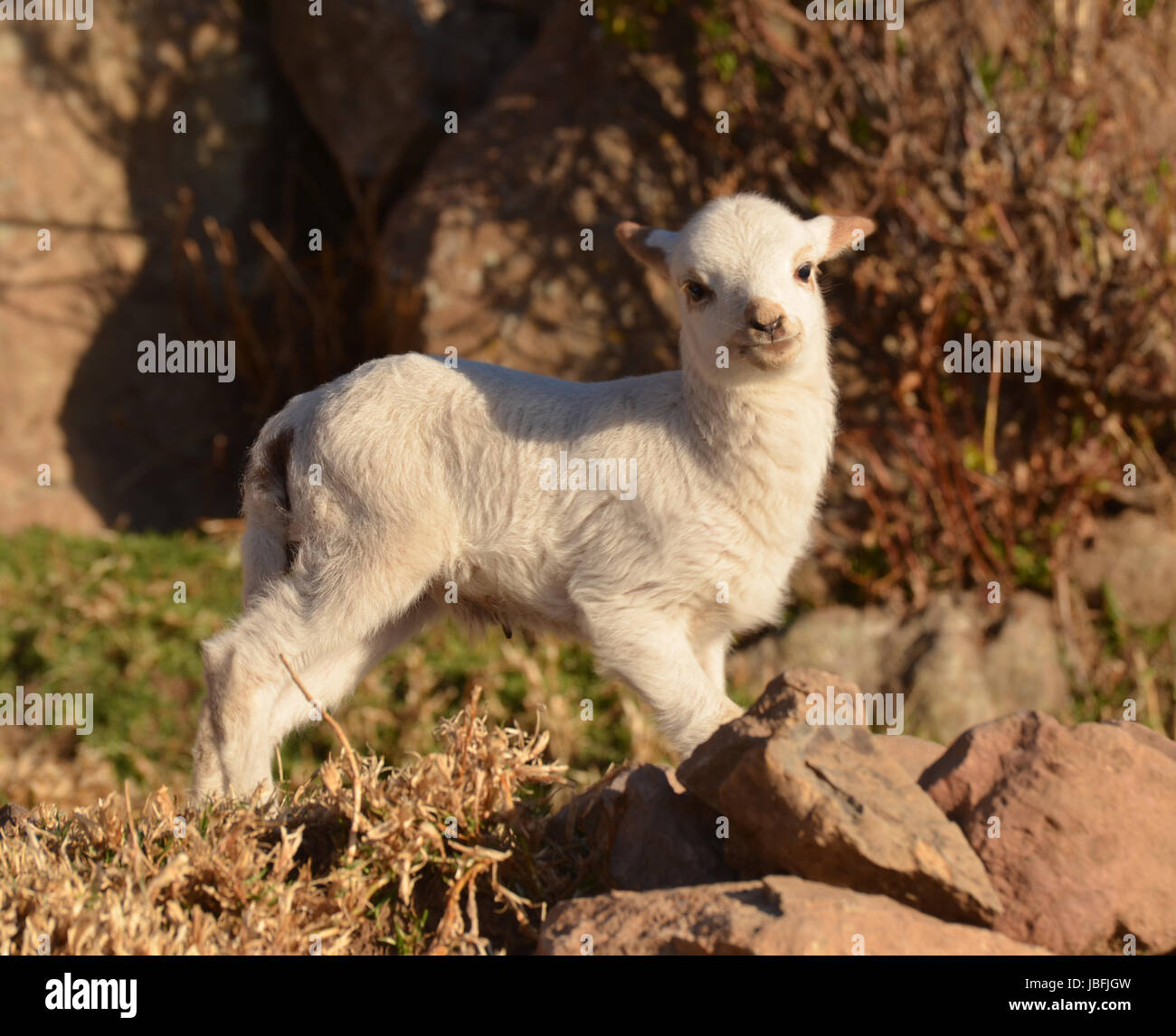 lamb in the mountains Stock Photo - Alamy
