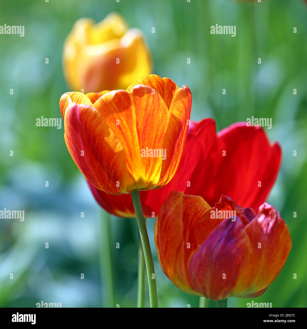 variations of the color red in the tulip Stock Photo - Alamy