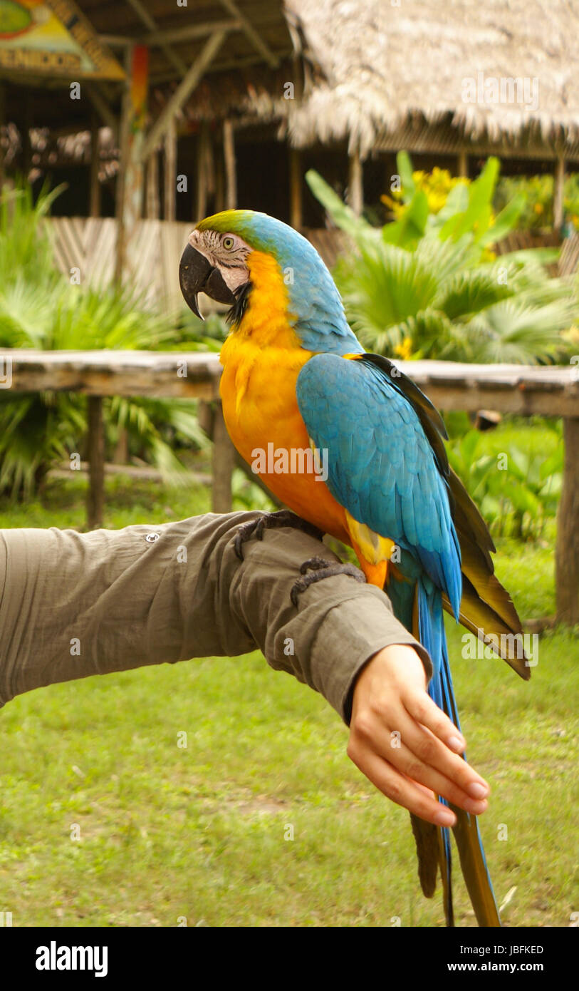 Blue and yellow macaw parrot sitting on hand Stock Photo - Alamy