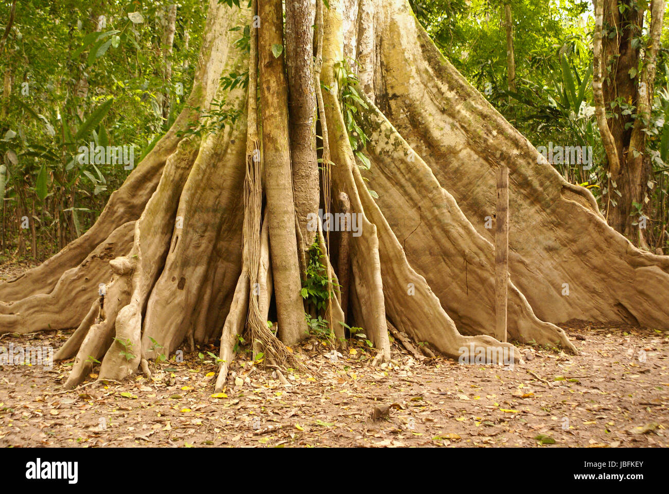 Amazon jungle tree Stock Photo - Alamy