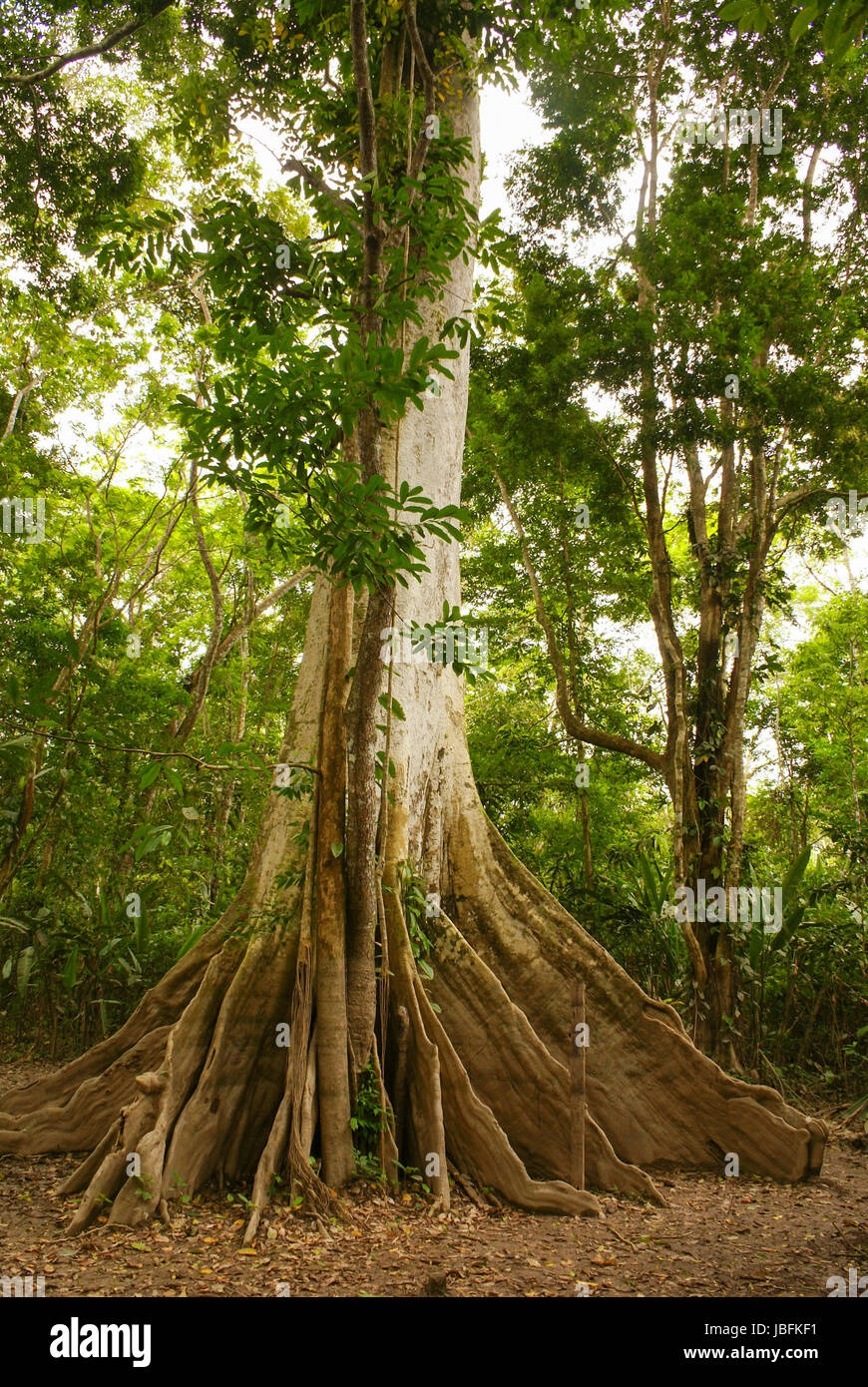 Amazon jungle tree Stock Photo - Alamy