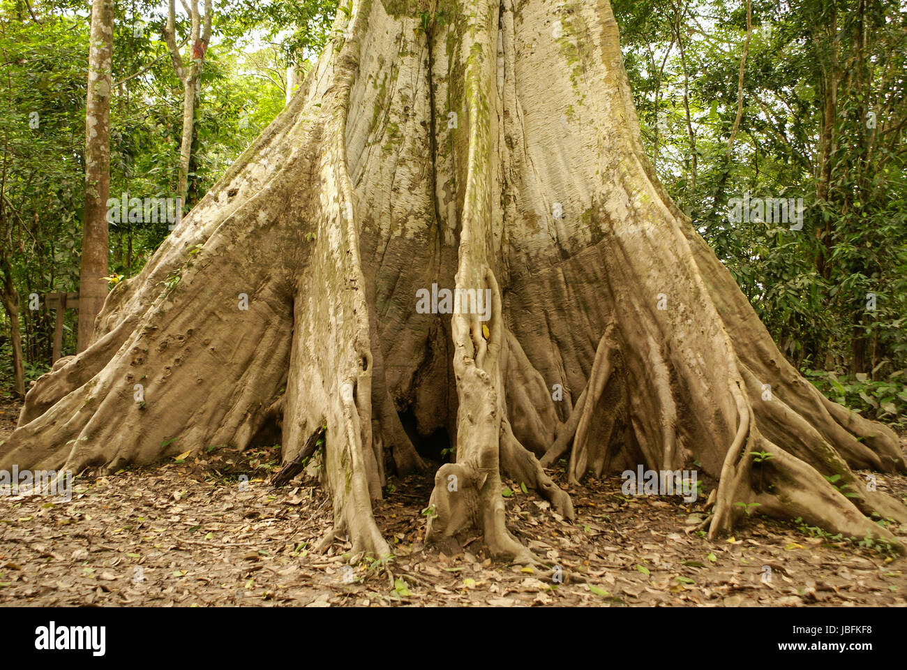 Amazon jungle tree Stock Photo - Alamy