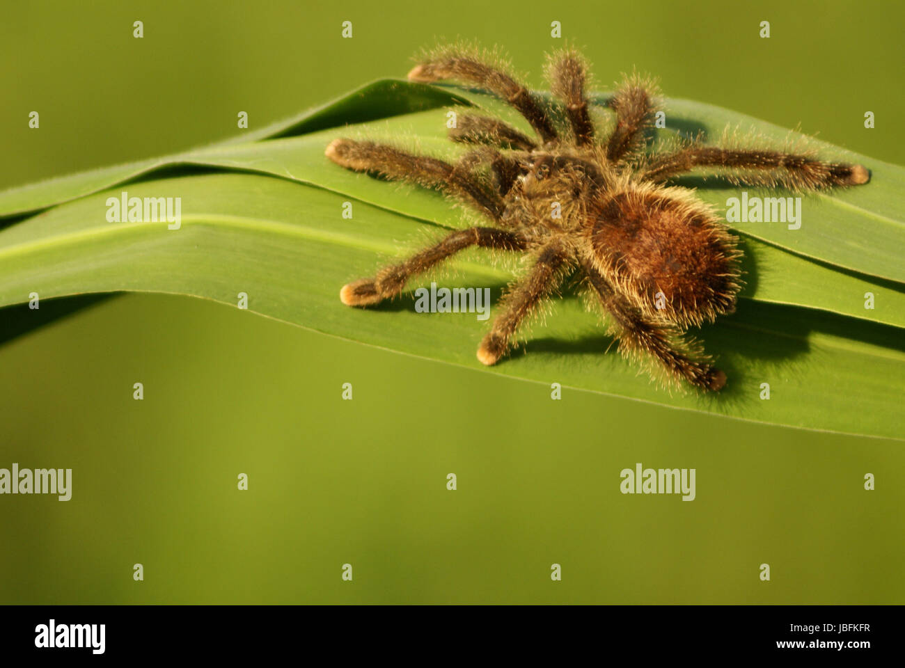 Juvenile Burgundy skeleton tarantula (Ephebopus rufescens) on green ...