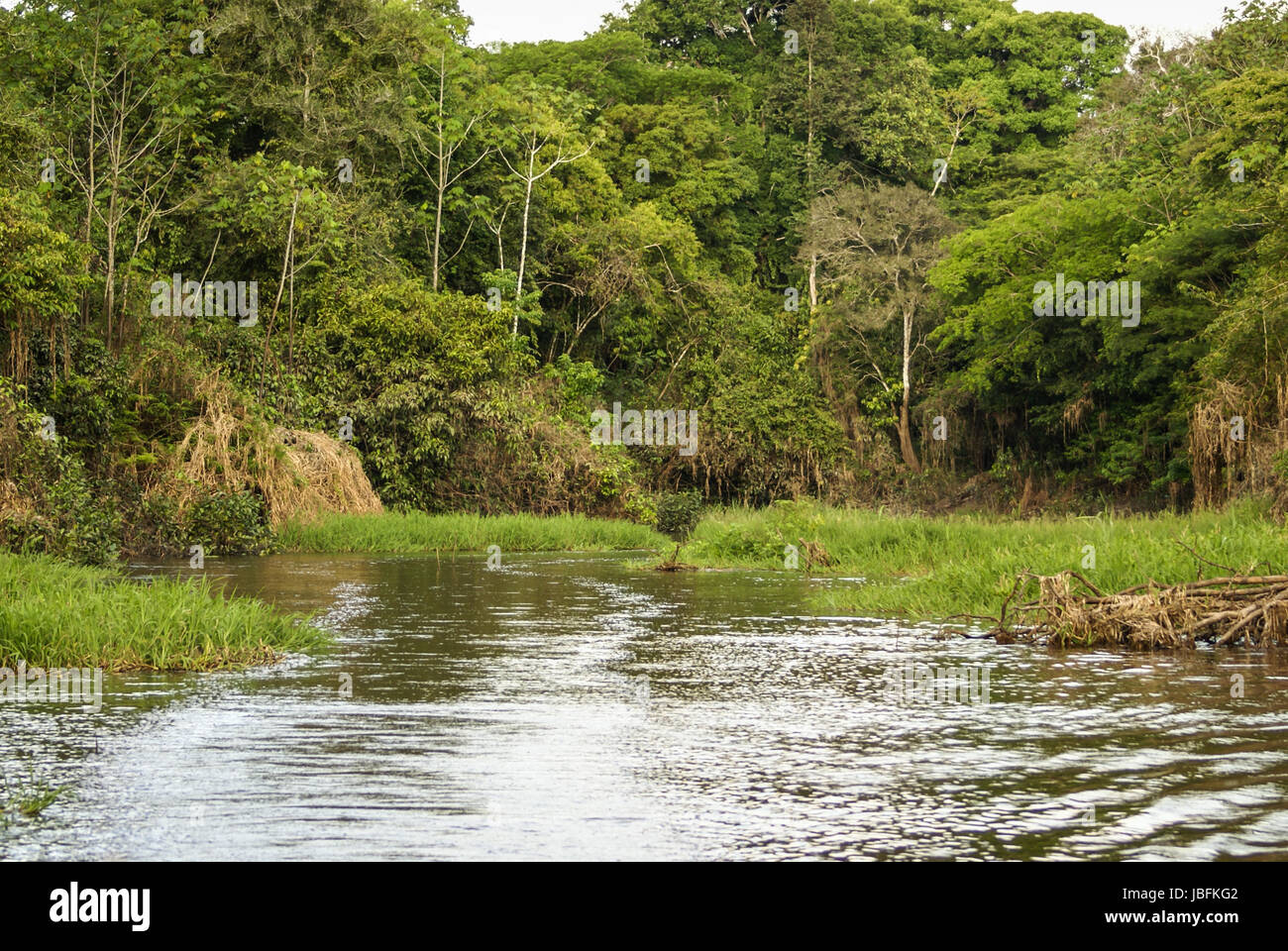 A river and beautiful trees in a rainforest Peru Stock Photo - Alamy