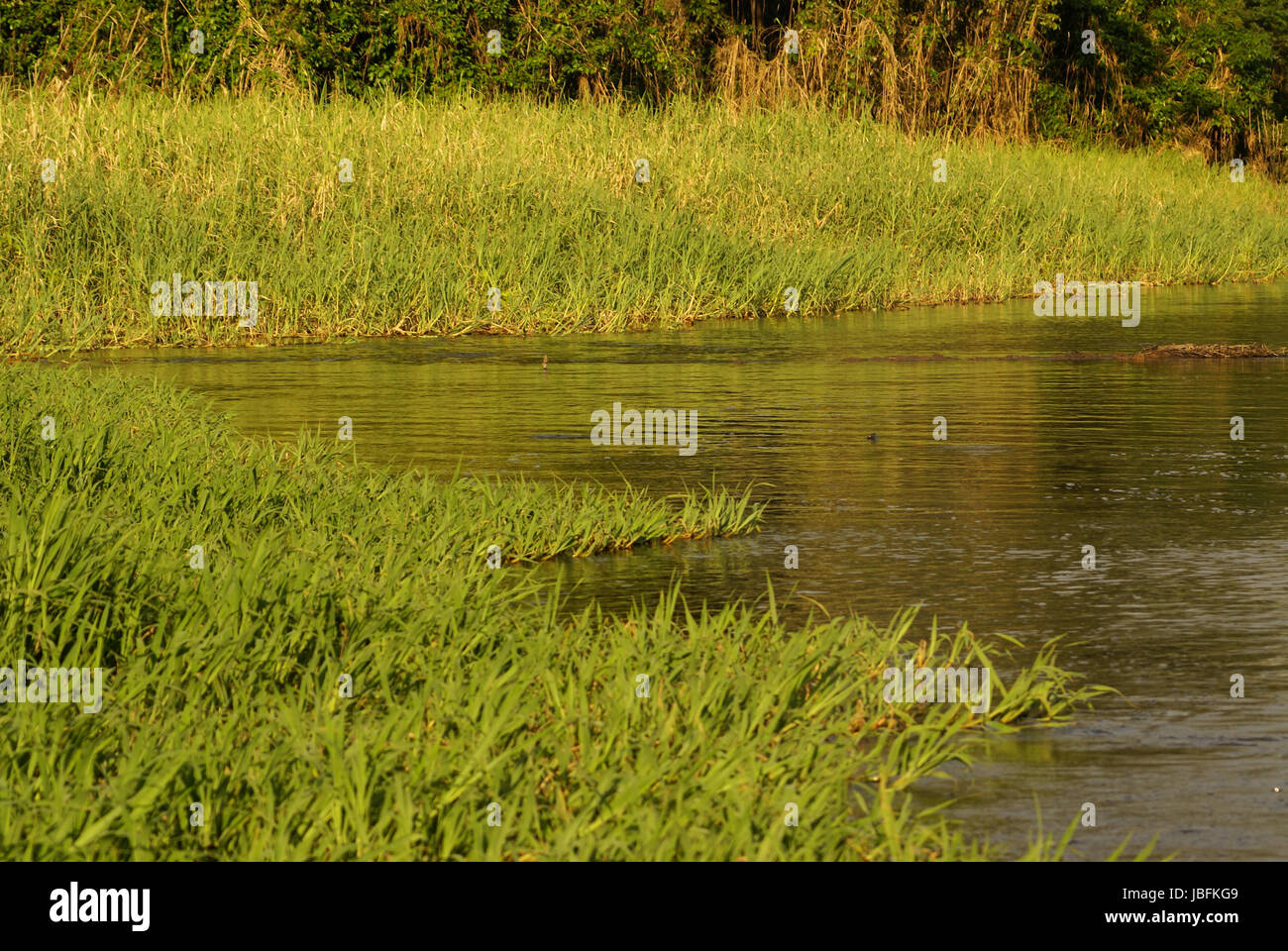 A river and beautiful trees in a rainforest Peru Stock Photo - Alamy