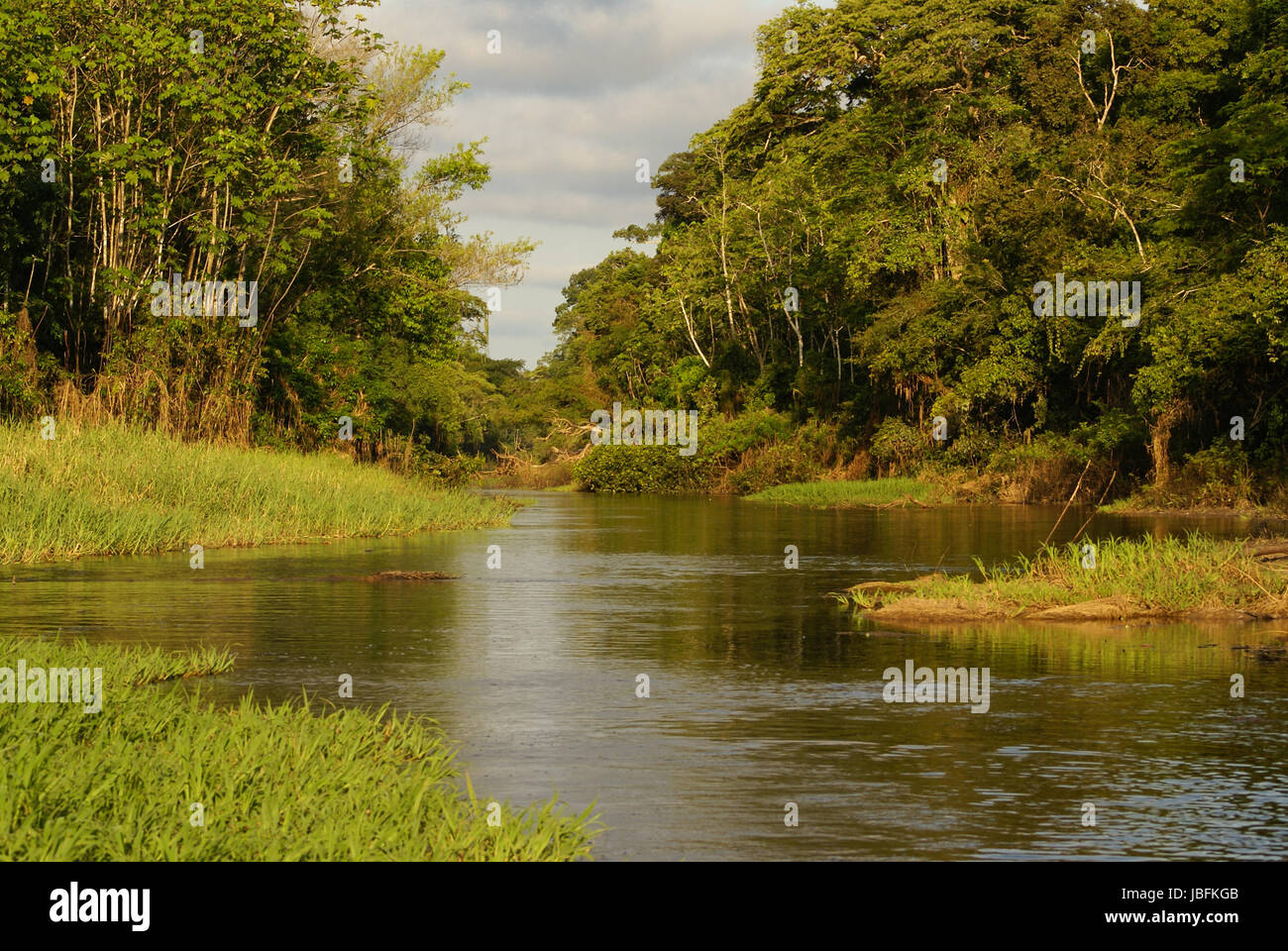 A river and beautiful trees in a rainforest Peru Stock Photo - Alamy