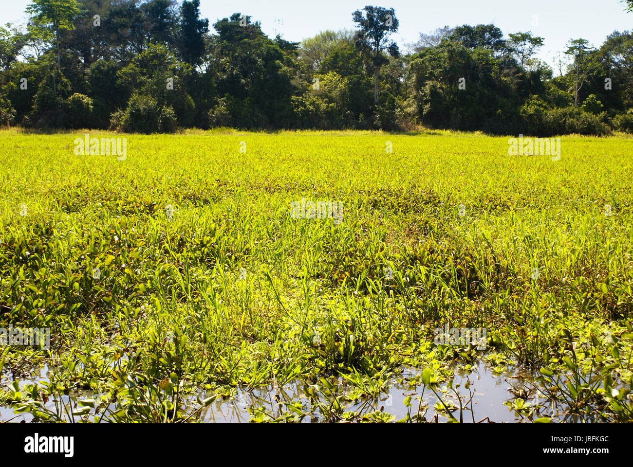A river and beautiful trees in a rainforest Peru Stock Photo - Alamy