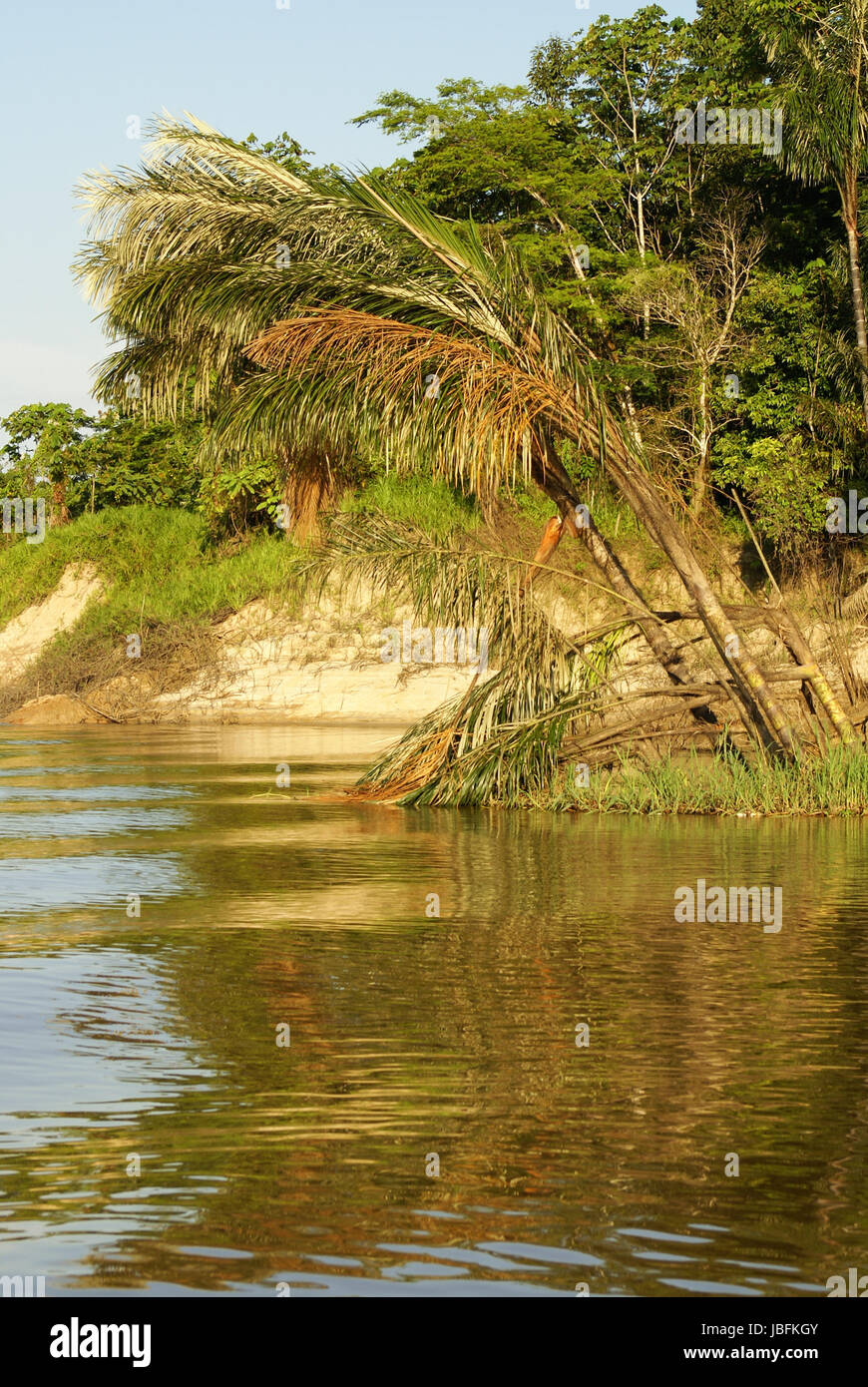 A river and beautiful trees in a rainforest Peru Stock Photo - Alamy