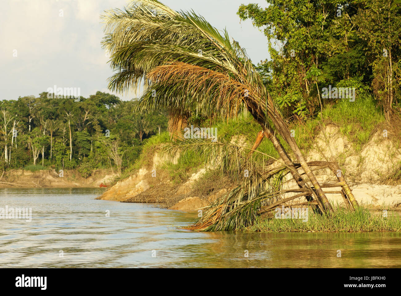 A river and beautiful trees in a rainforest Peru Stock Photo - Alamy