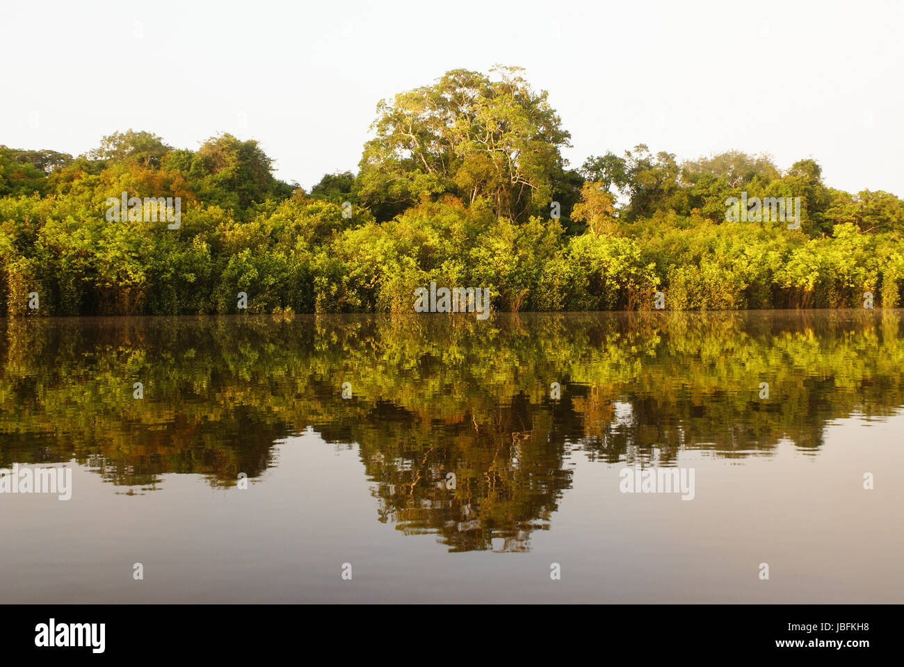 A river and beautiful trees in a rainforest Peru Stock Photo - Alamy