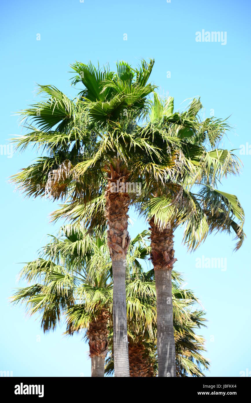 palm leaves - spain Stock Photo - Alamy