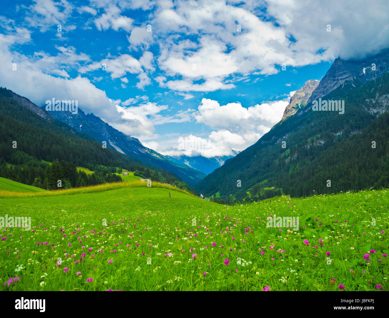 a field of blooming flowers in the alps Stock Photo - Alamy
