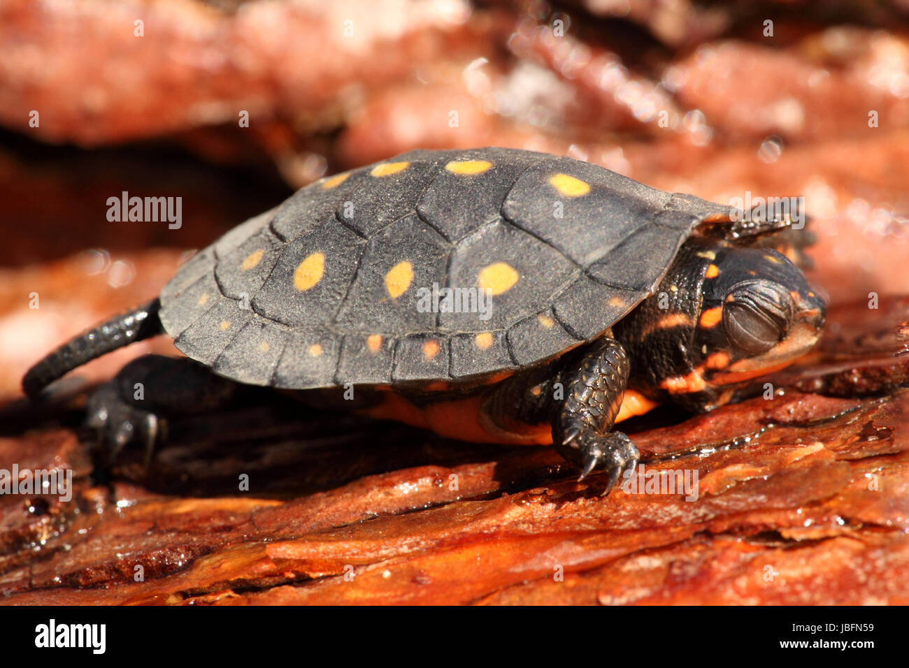 Clemmys guttata hi-res stock photography and images - Alamy