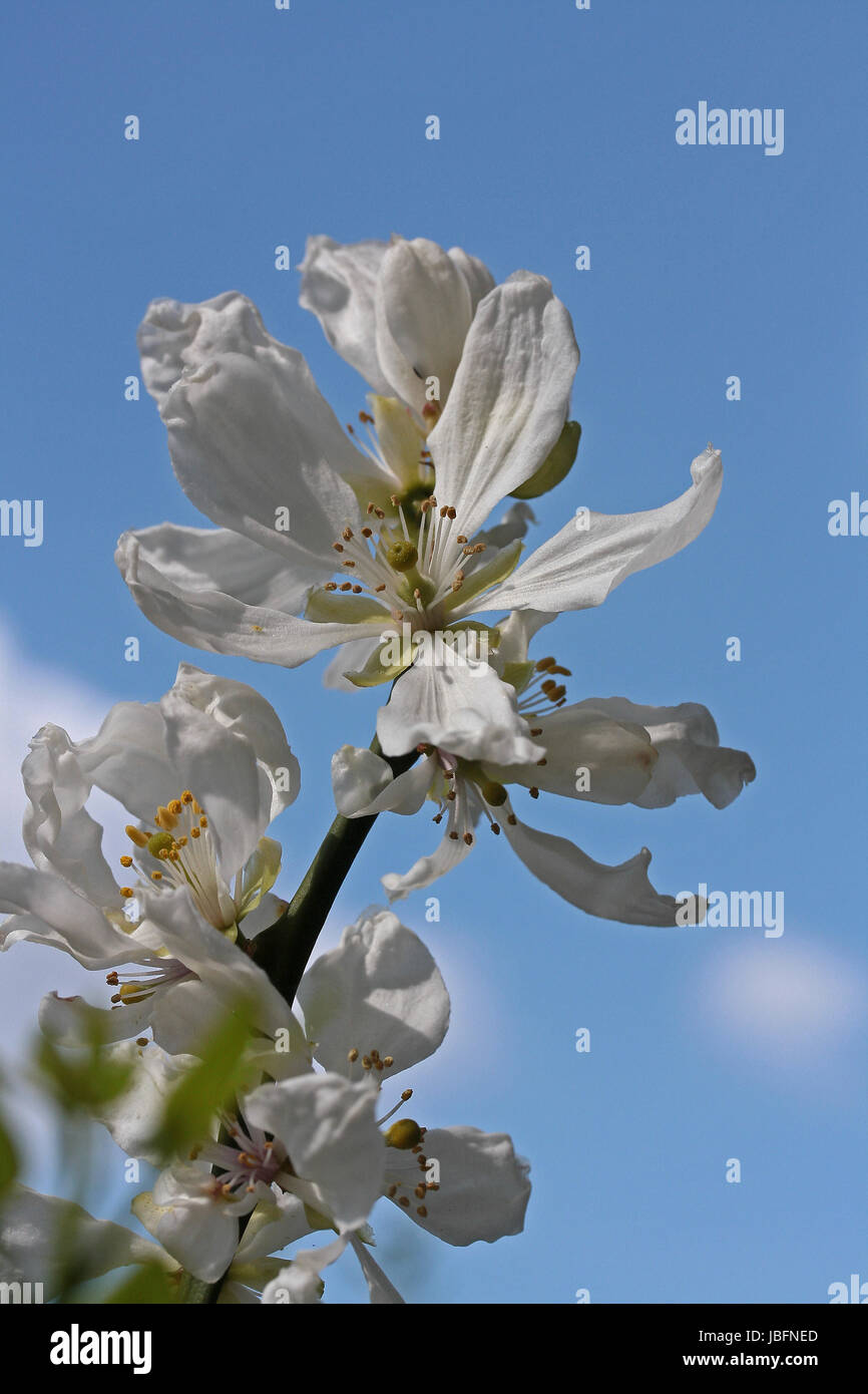 snow white plant Stock Photo - Alamy