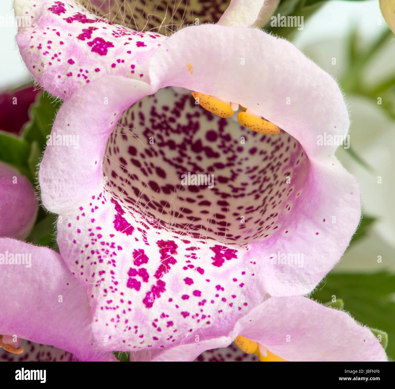 Hybrid foxglove hi-res stock photography and images - Alamy