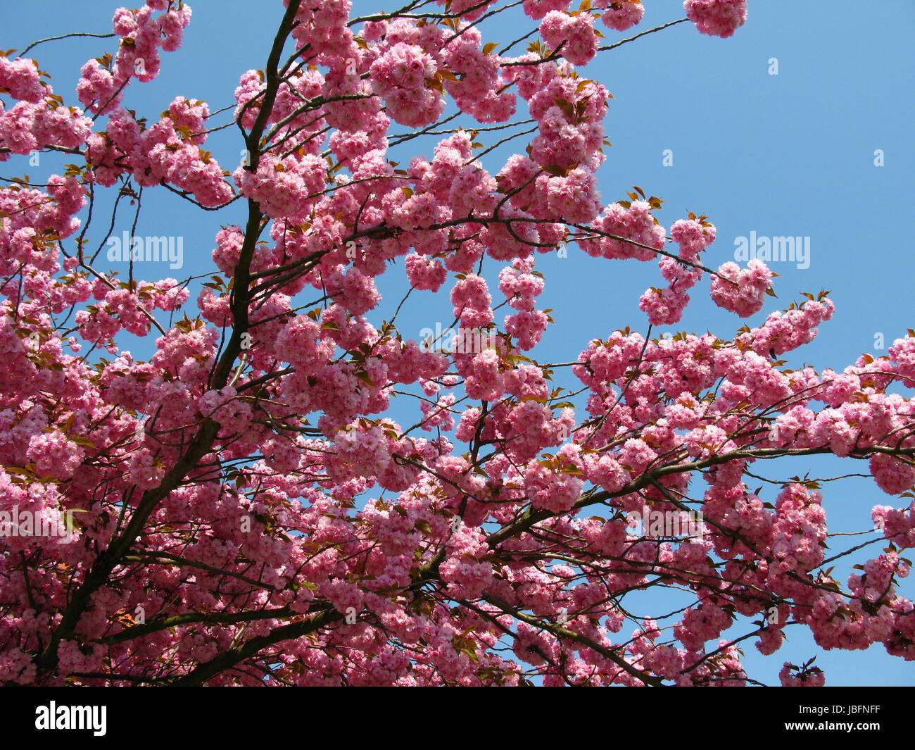 Japanische Kirsche High Resolution Stock Photography and Images - Alamy