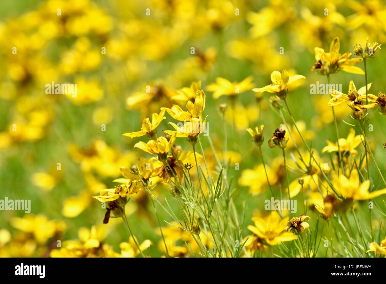 Field of yellow flowers Stock Photo - Alamy