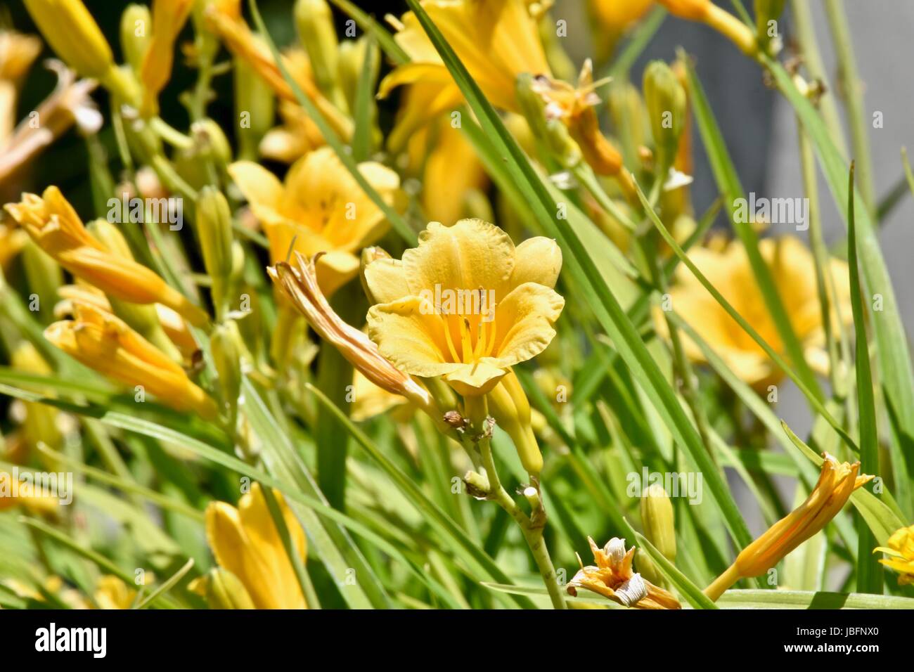 Plants hemerocallis hi-res stock photography and images - Alamy