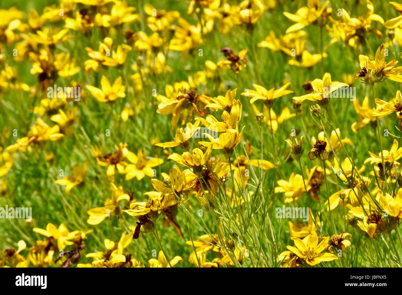 Field of yellow flowers hi-res stock photography and images - Alamy