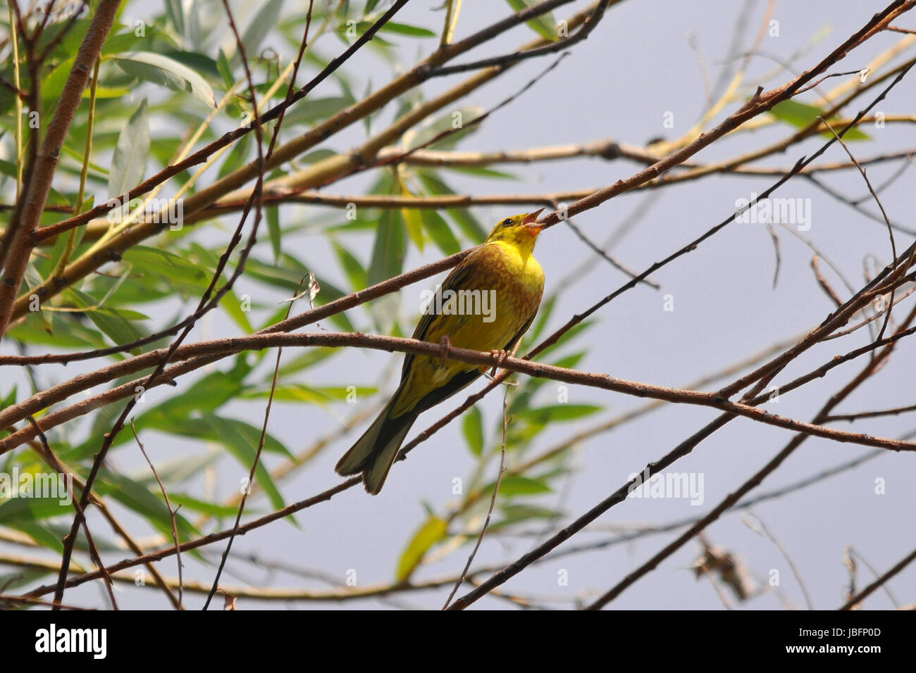 little singer in tree Stock Photo - Alamy
