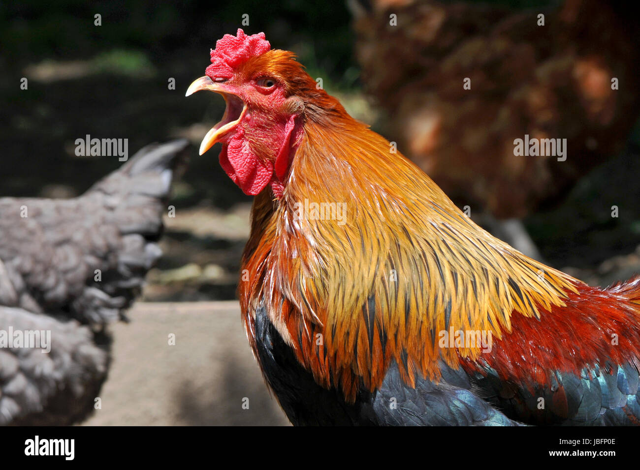 a proud rooster Stock Photo - Alamy