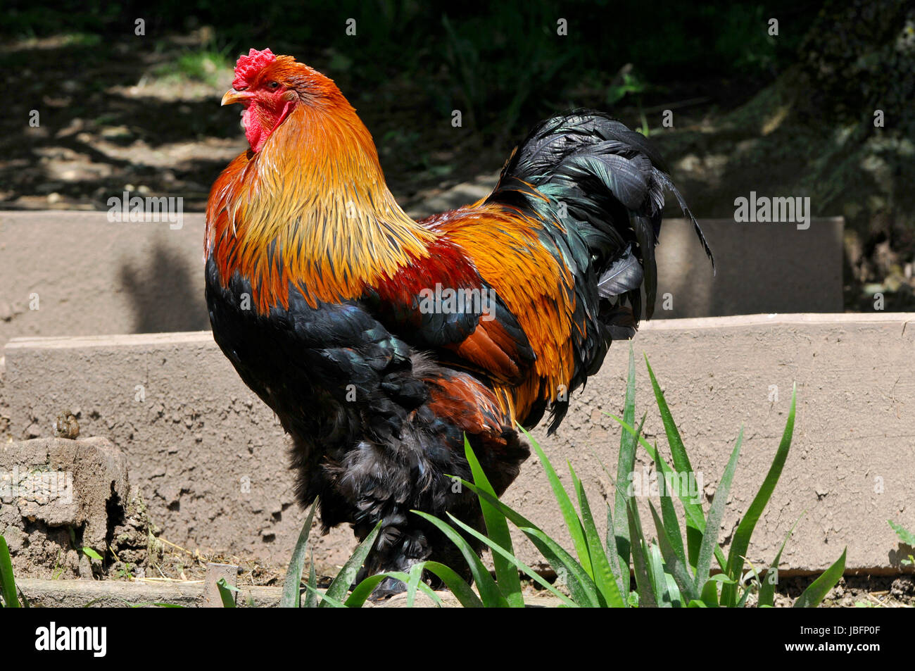 a proud rooster Stock Photo - Alamy