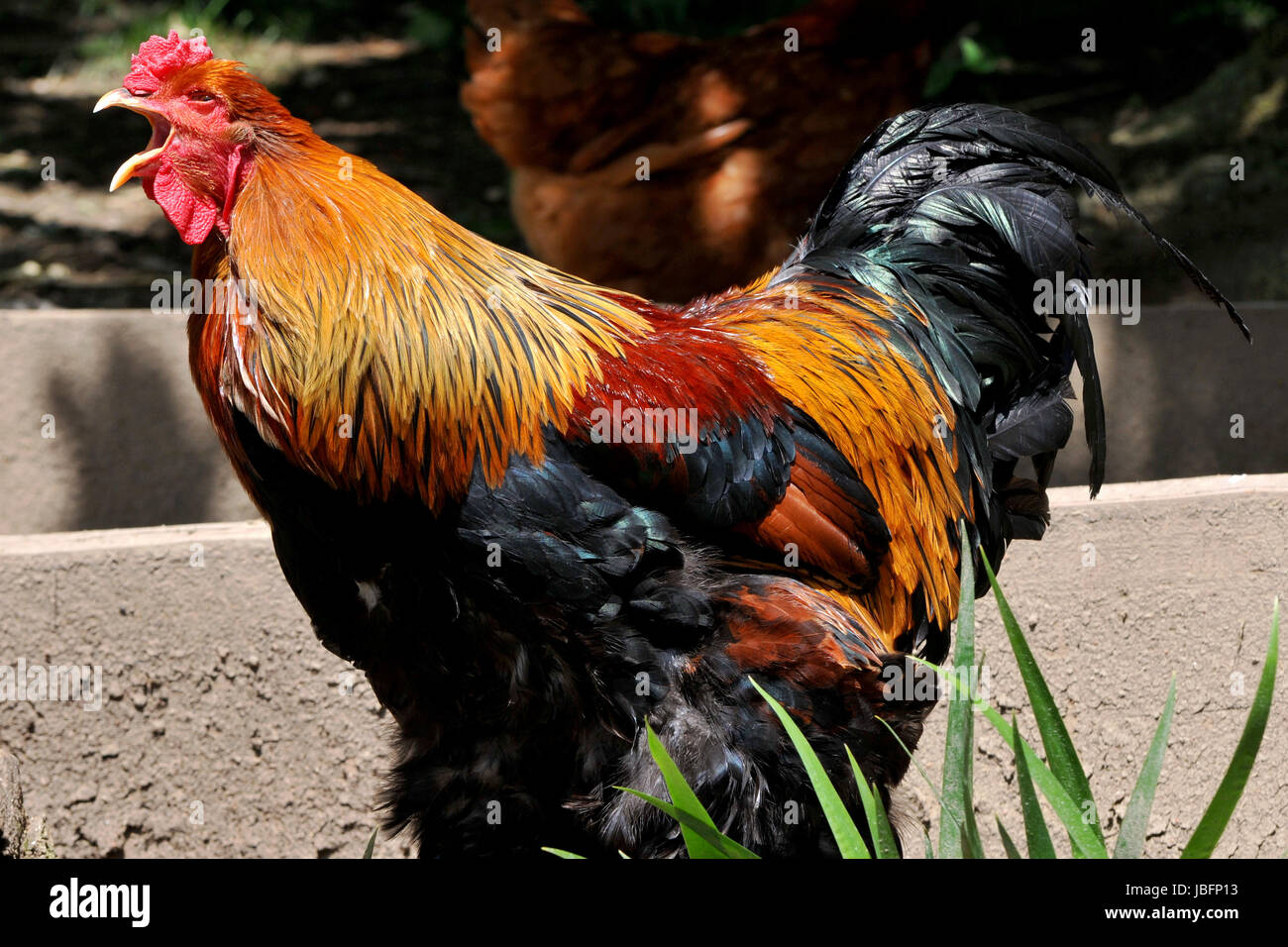 a proud rooster Stock Photo - Alamy