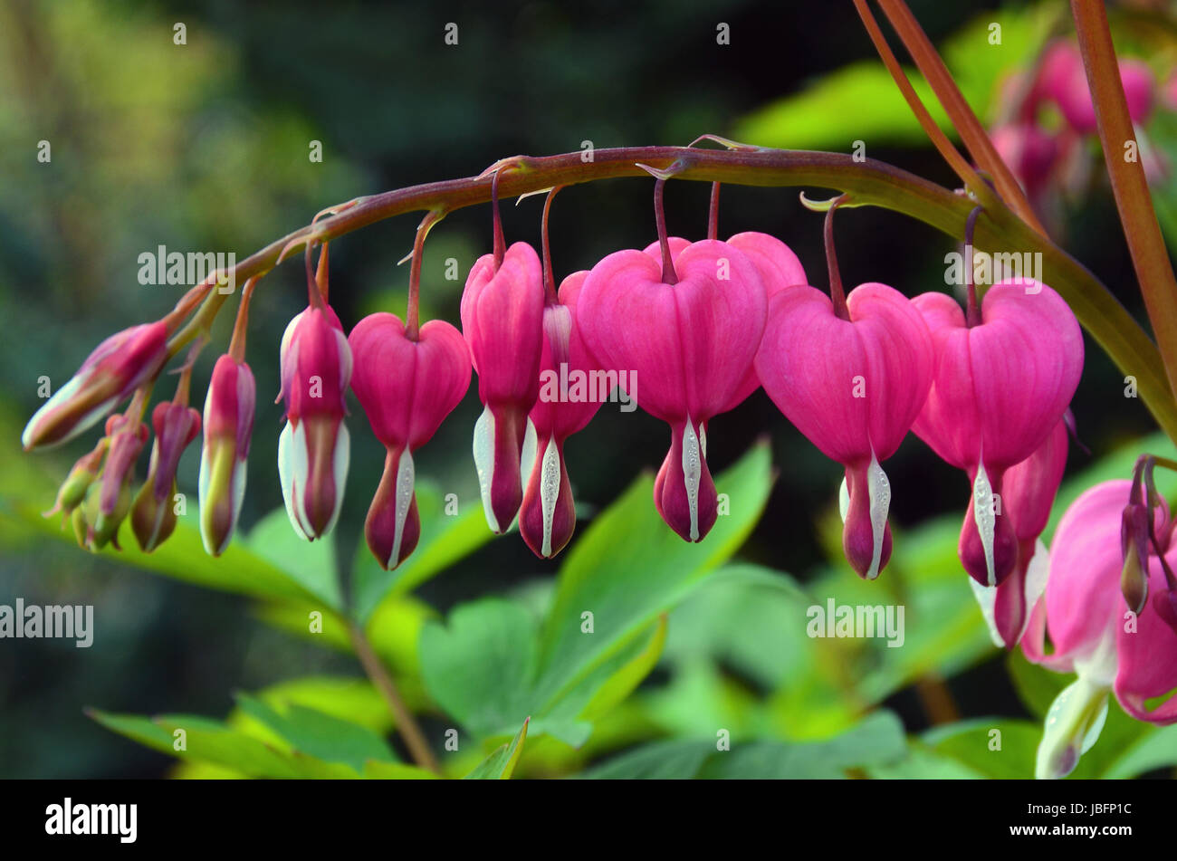 Crying hearts hi-res stock photography and images - Alamy