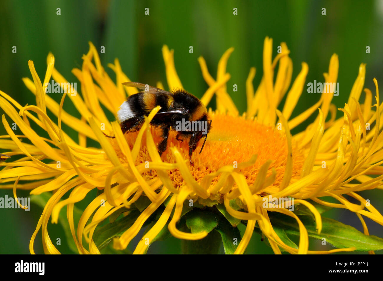 bumblebee on flower Stock Photo - Alamy