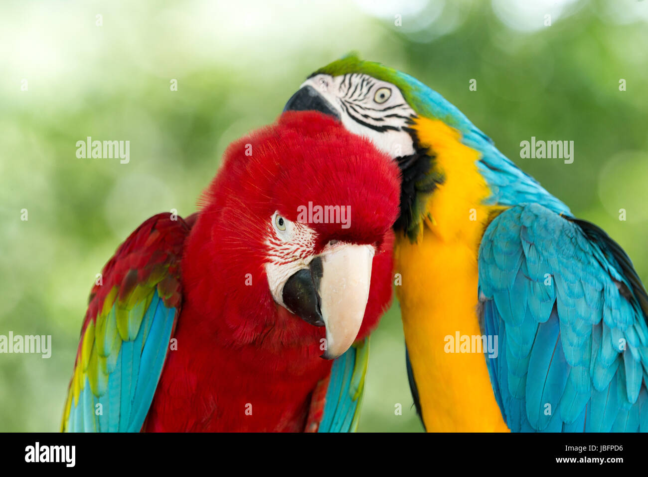 Macaws parrots hi-res stock photography and images - Alamy