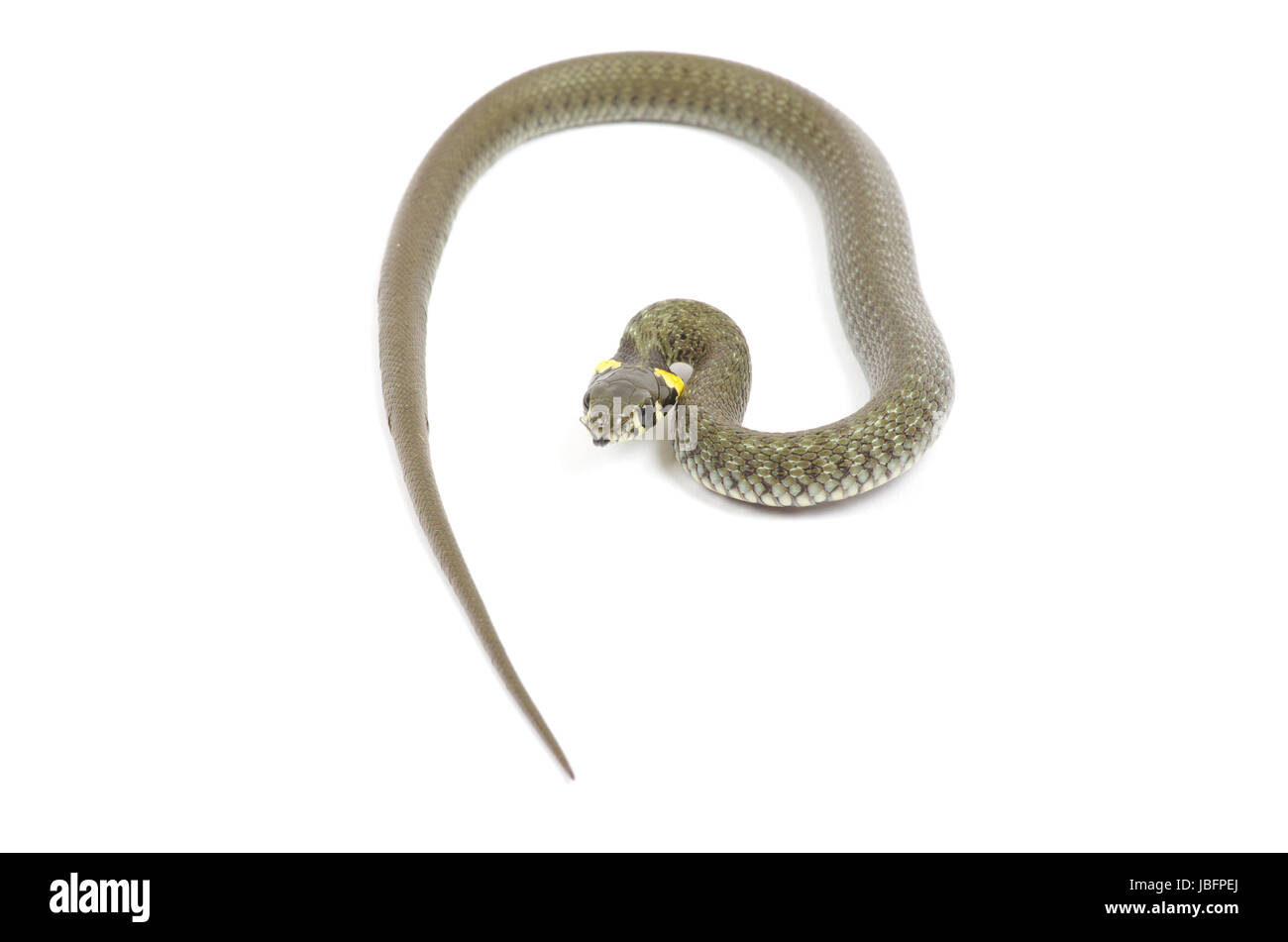 snake isolated on white background Stock Photo - Alamy