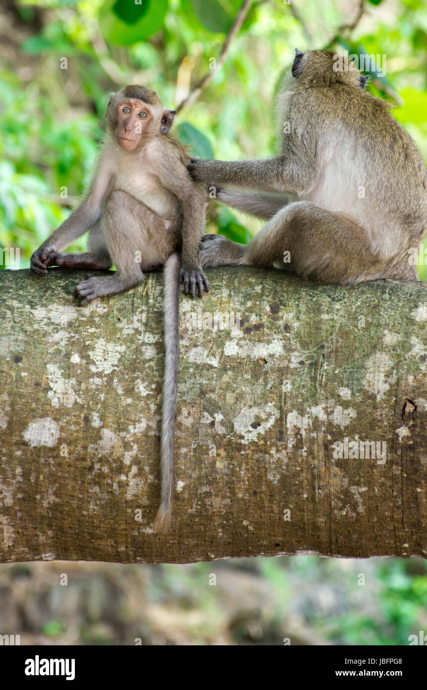 monkey sitting on the tree Stock Photo - Alamy
