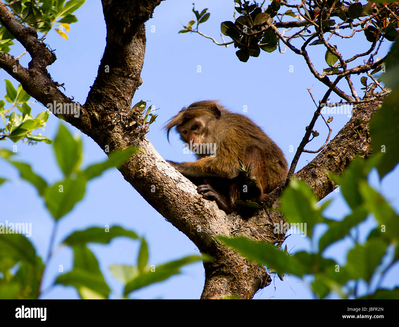 Asian monkey on the tree in Sri Lanka Stock Photo - Alamy