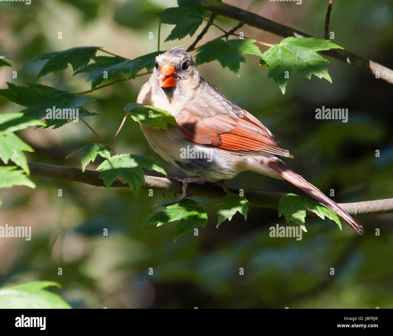 Female cardinal close up hi-res stock photography and images - Alamy