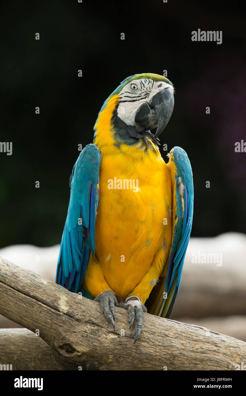 Pair of colorful Macaws parrots Stock Photo - Alamy