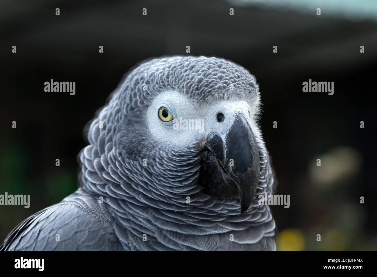 parrot bird sitting on the perch Stock Photo - Alamy