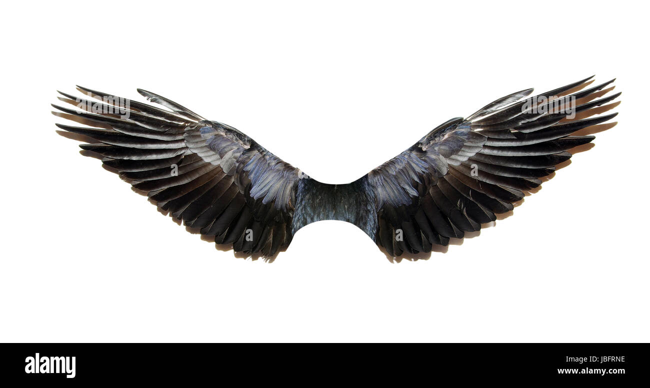 Pair of wings isolated on white Stock Photo - Alamy