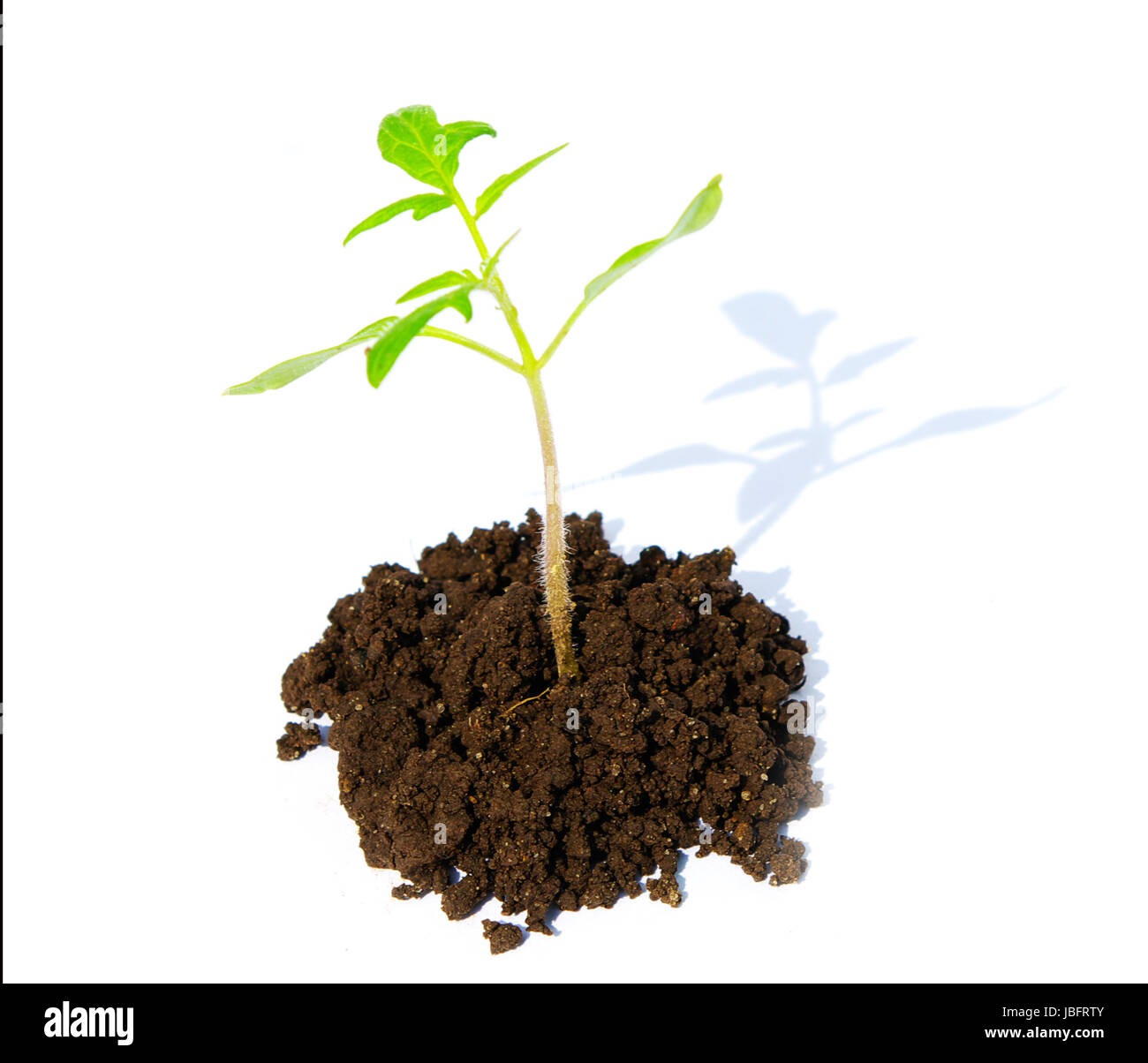 Little green plant isolated on white background Stock Photo - Alamy