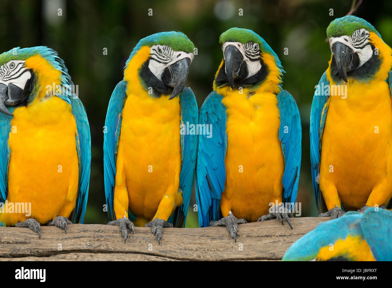 parrot bird sitting on the perch Stock Photo - Alamy