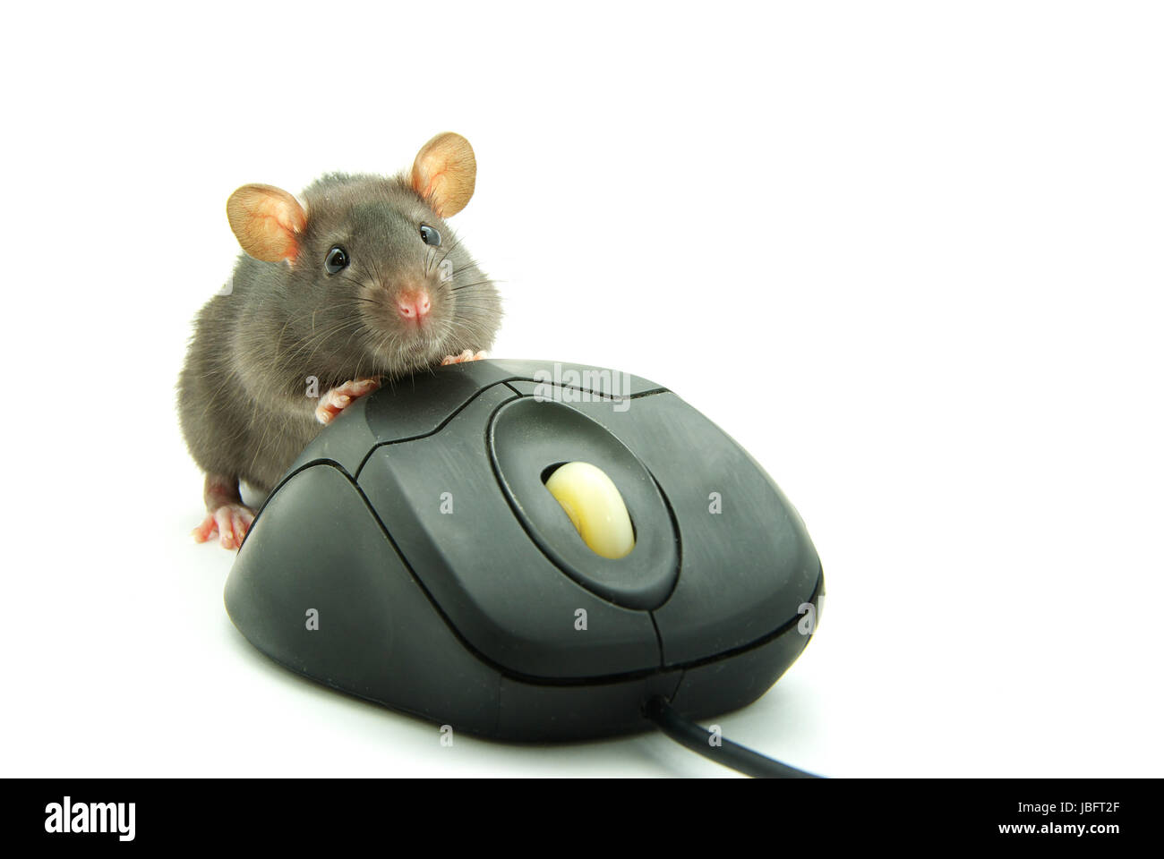 Rat and computer mouse hi-res stock photography and images - Alamy