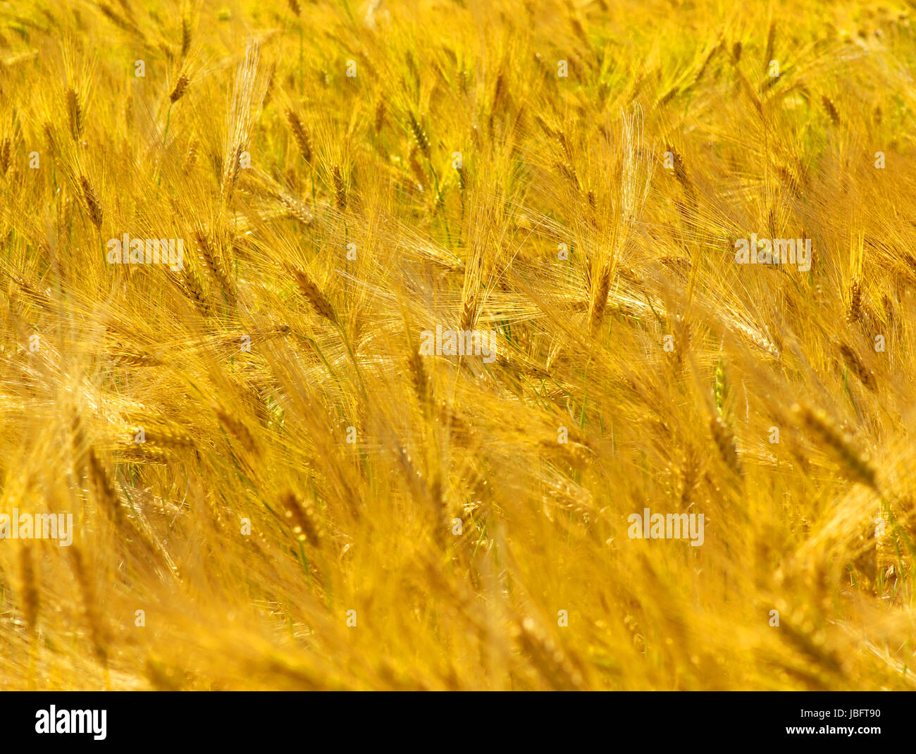 Yellow grain ready for harvest growing in a farm field Stock Photo - Alamy
