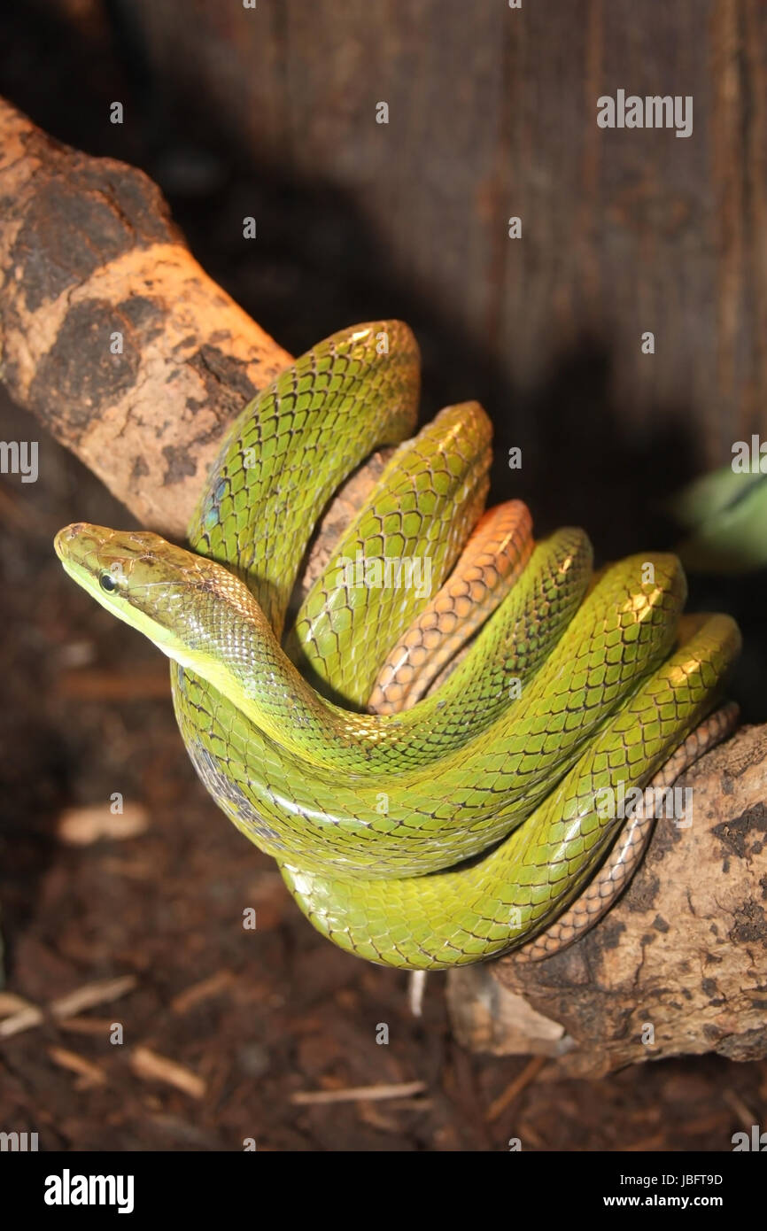 Mary cairncross reserve queensland hi-res stock photography and images ...