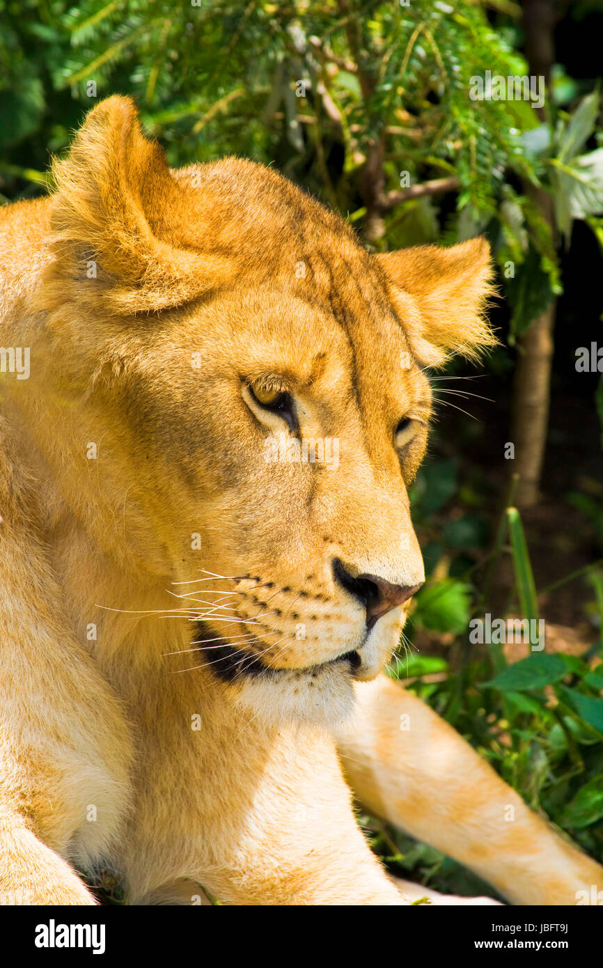 Close-up portrait of a female lion Stock Photo - Alamy