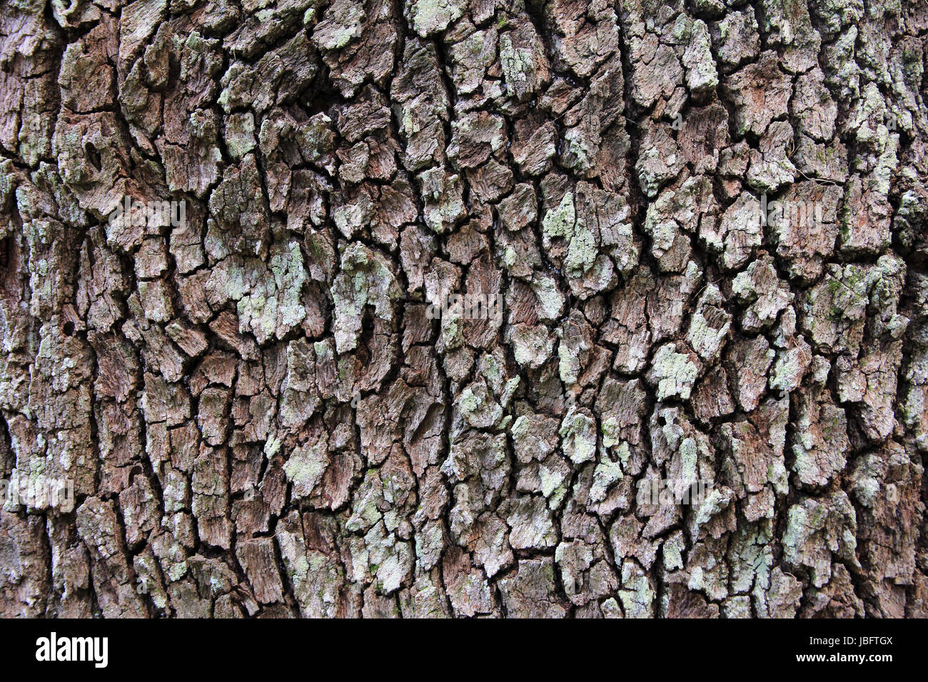 Raw bark lines hi-res stock photography and images - Alamy