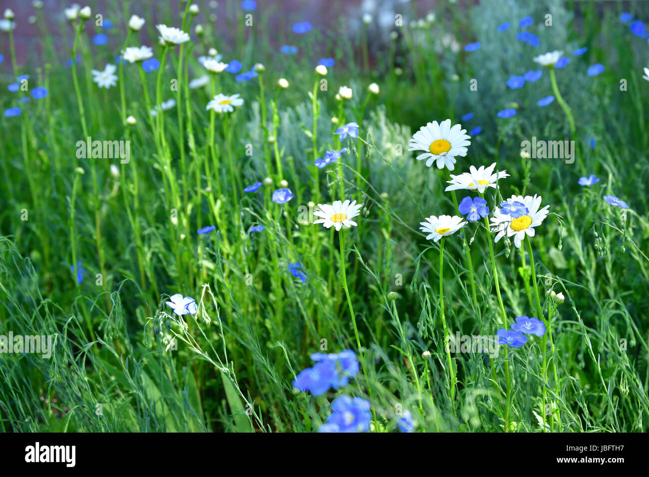 Daisies and forget me nots hi-res stock photography and images - Alamy