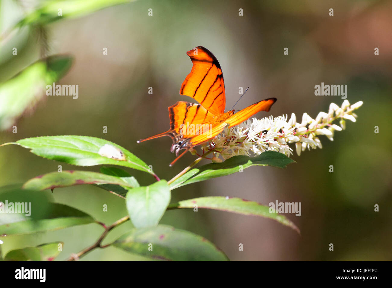 Daggerwing hi-res stock photography and images - Alamy